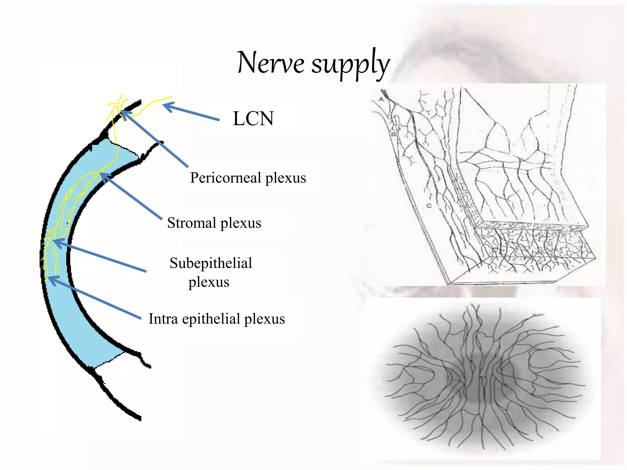 Anatomy of cornea of dr. sohel mahmud | PPTX