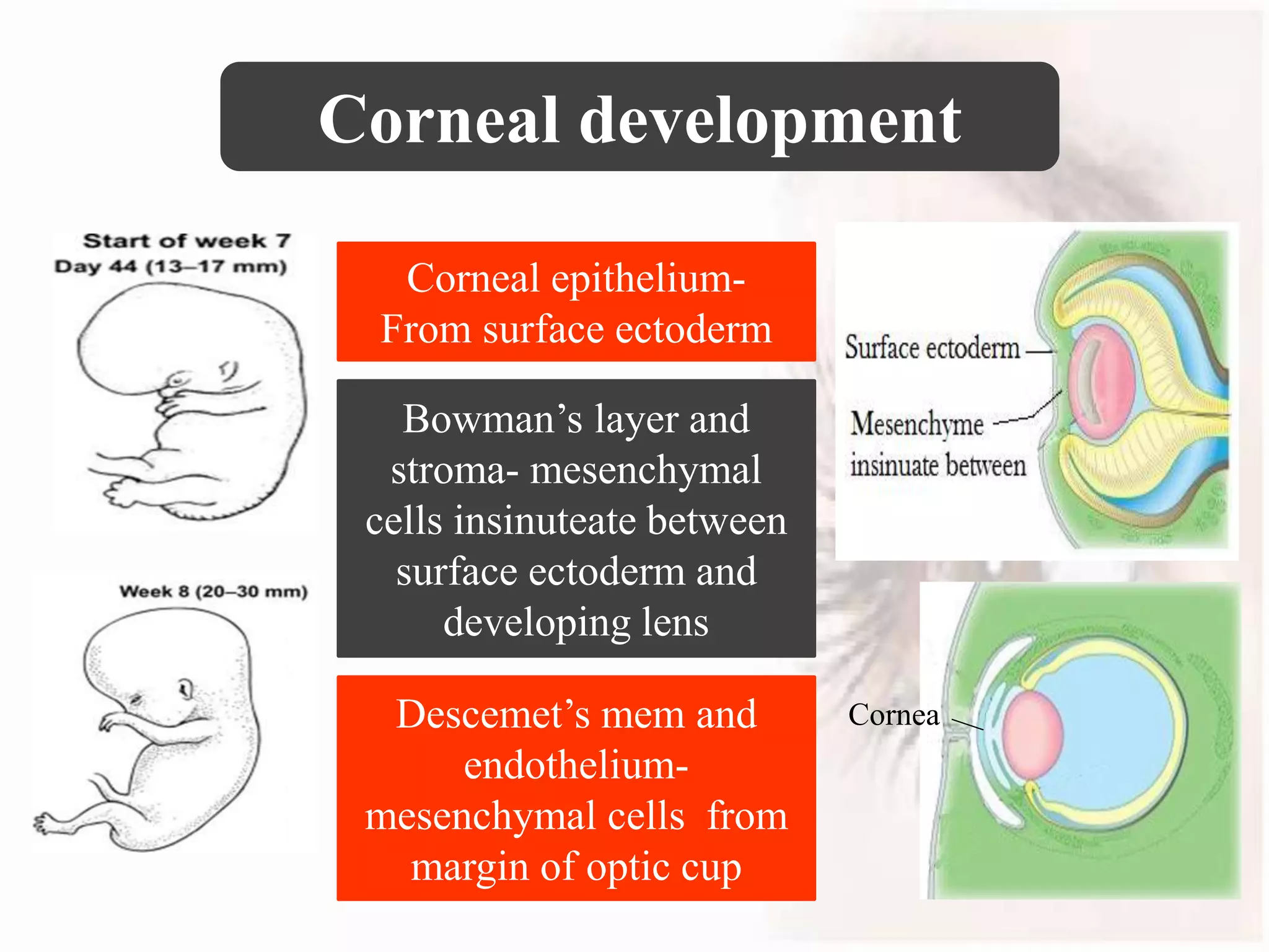 Anatomy of cornea of dr. sohel mahmud | PPTX