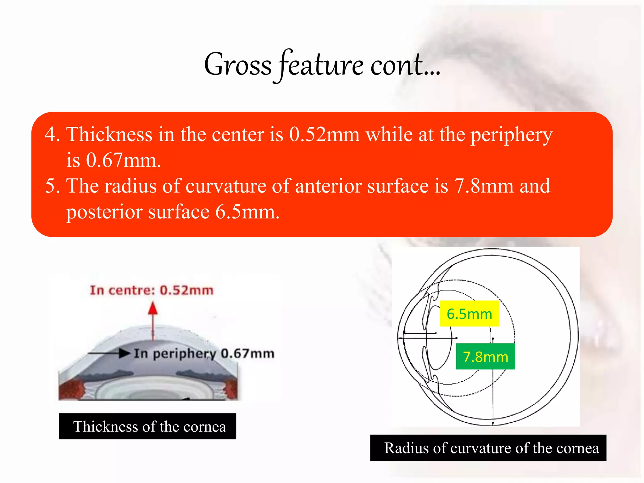Anatomy of cornea of dr. sohel mahmud | PPTX