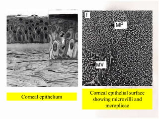 Anatomy of cornea of dr. sohel mahmud | PPTX