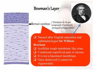 Anatomy of cornea of dr. sohel mahmud | PPTX
