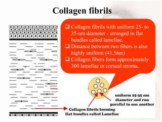 Anatomy of cornea of dr. sohel mahmud | PPTX