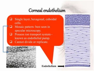 Anatomy of cornea of dr. sohel mahmud | PPTX