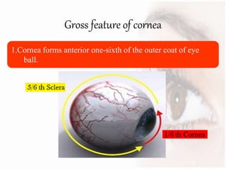 Anatomy of cornea of dr. sohel mahmud | PPTX