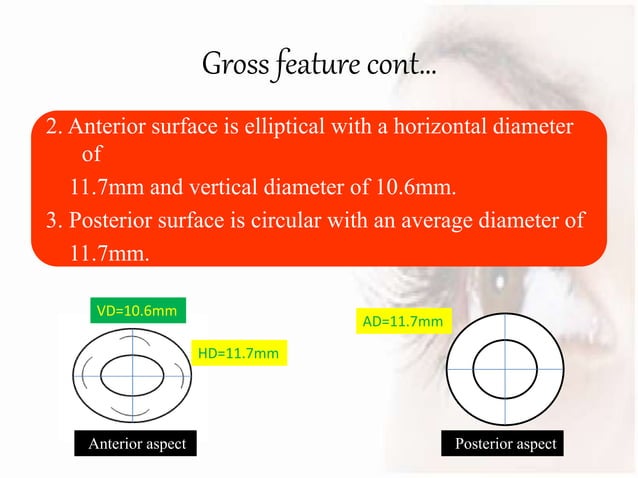 Anatomy of cornea of dr. sohel mahmud | PPTX