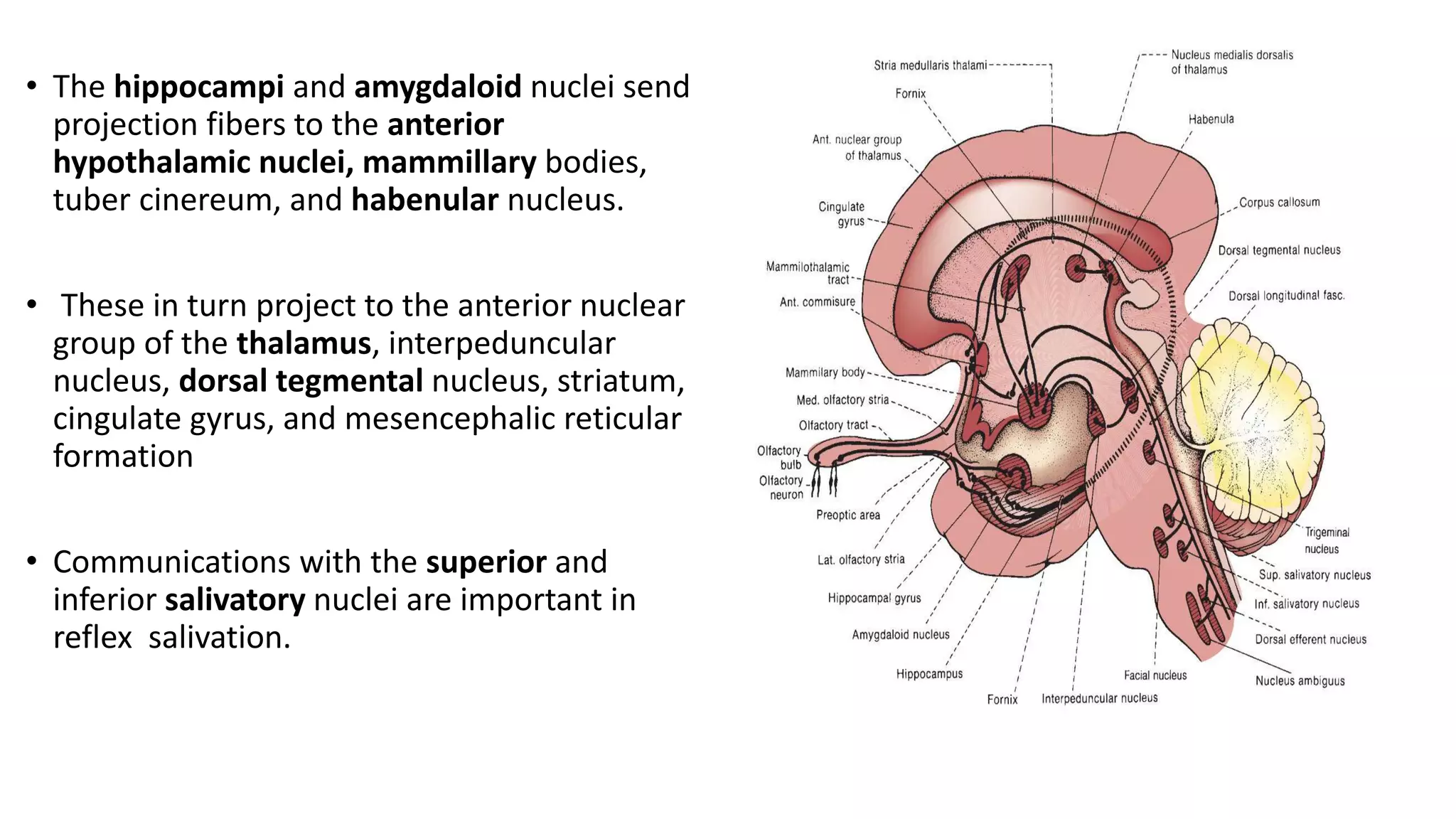 Anatomy of Olfactory nerve, Optic Nerve, Trigeminal Nerve | PPTX