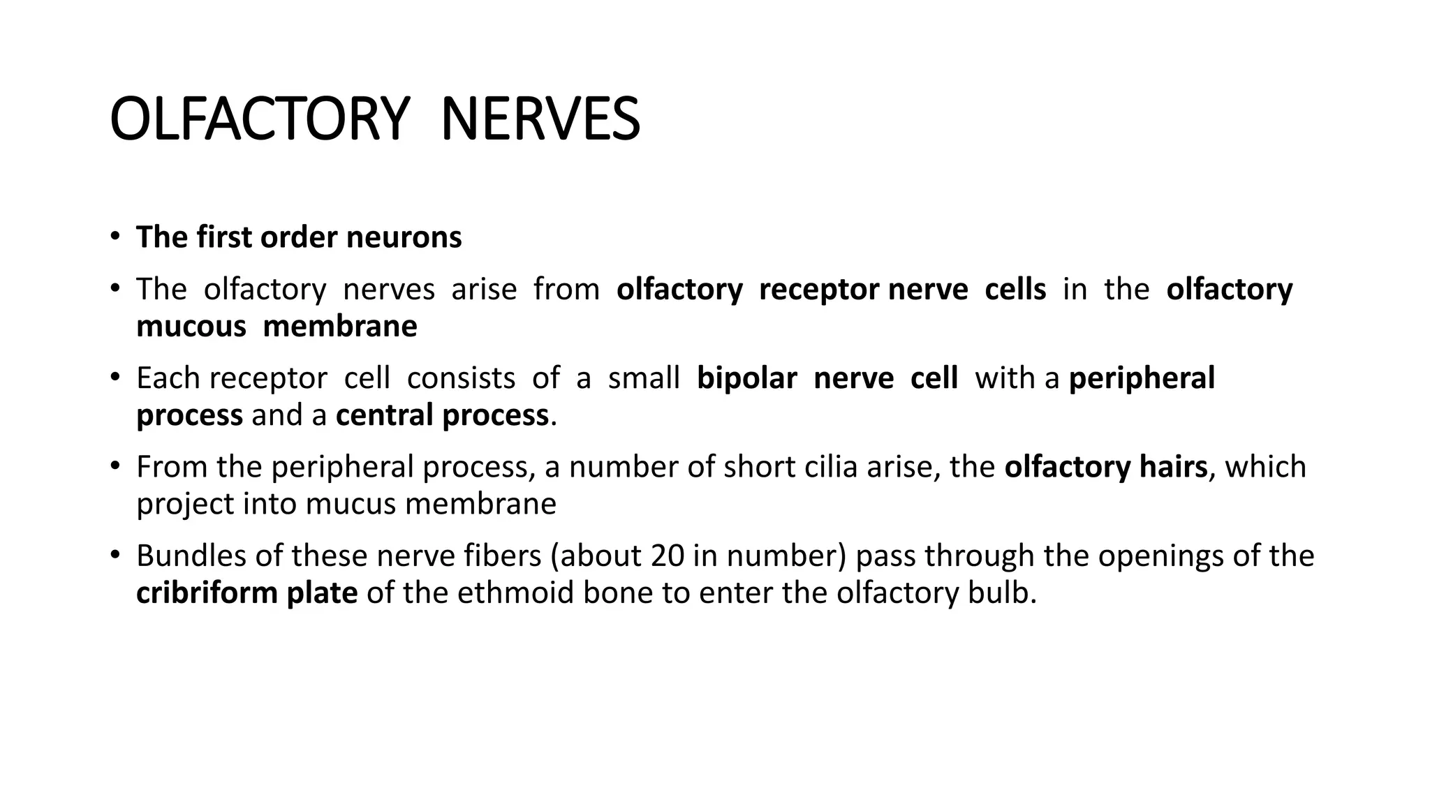 Anatomy of Olfactory nerve, Optic Nerve, Trigeminal Nerve | PPTX