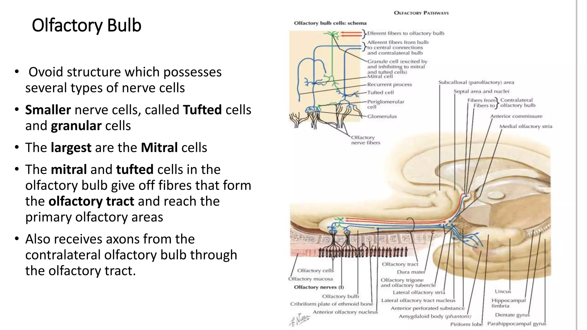 Anatomy of Olfactory nerve, Optic Nerve, Trigeminal Nerve | PPT