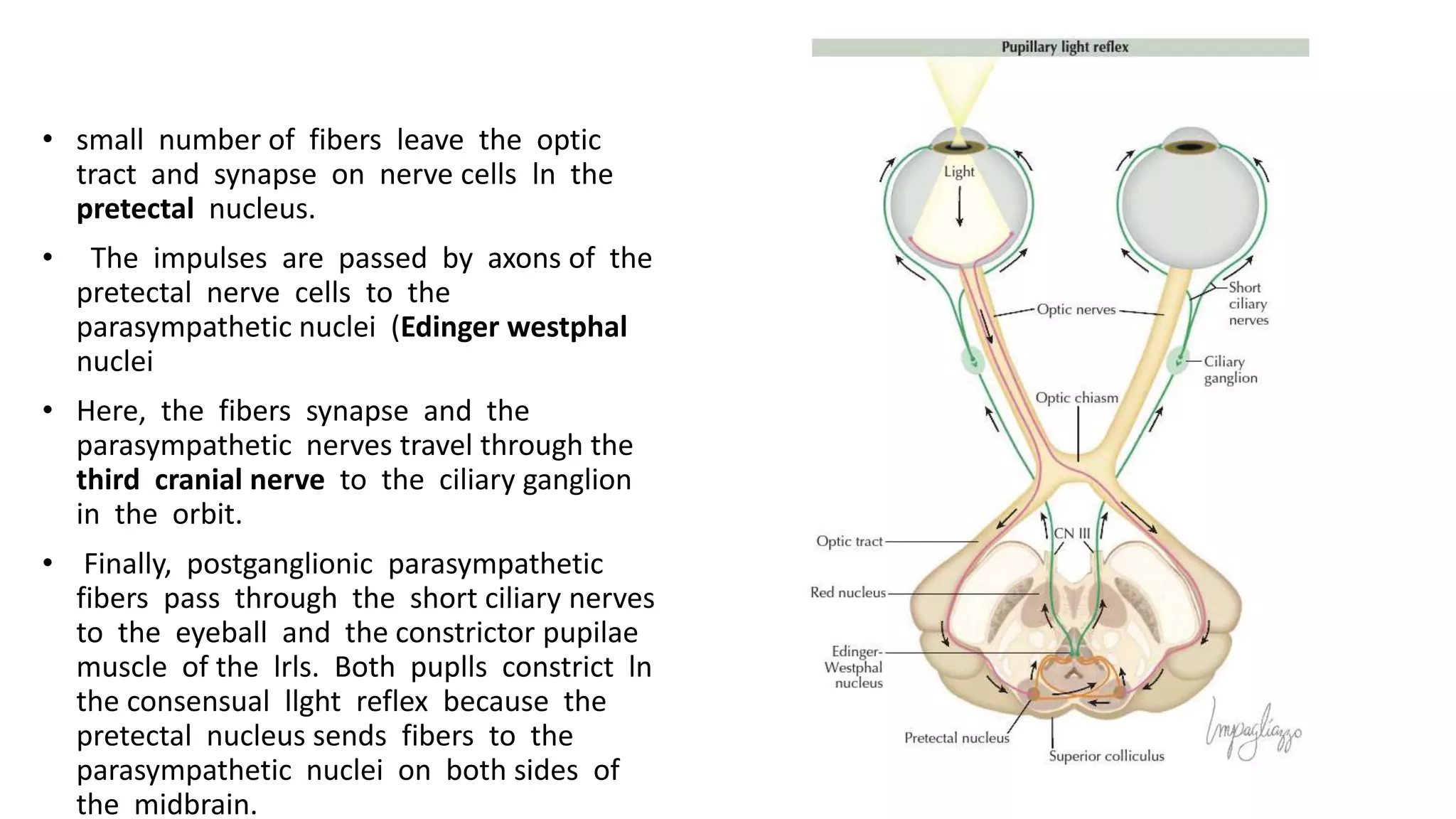 Anatomy of Olfactory nerve, Optic Nerve, Trigeminal Nerve | PPTX