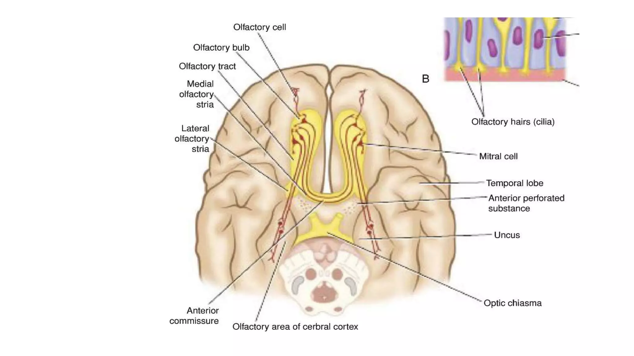 Anatomy of Olfactory nerve, Optic Nerve, Trigeminal Nerve | PPT