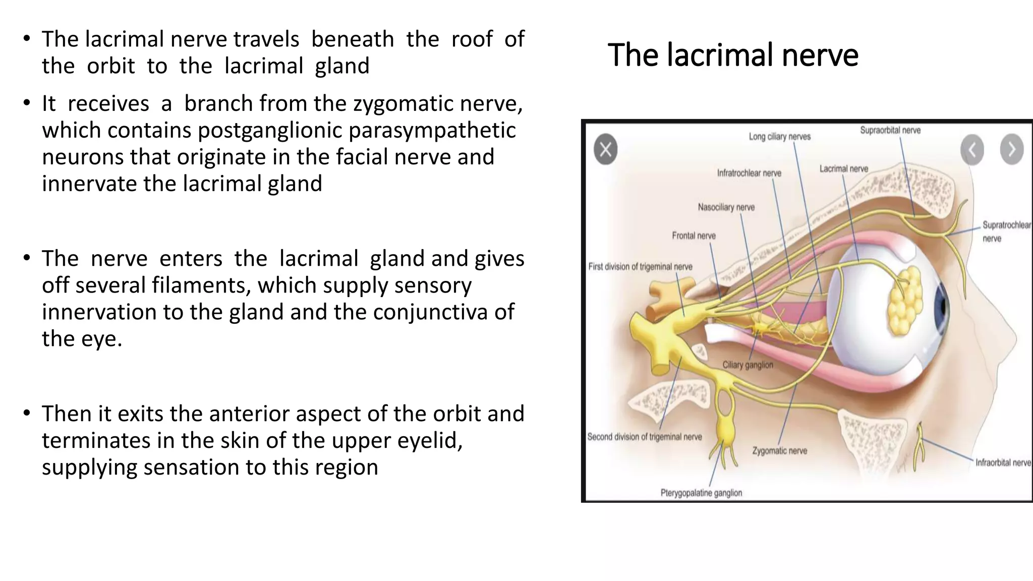 Anatomy of Olfactory nerve, Optic Nerve, Trigeminal Nerve | PPTX