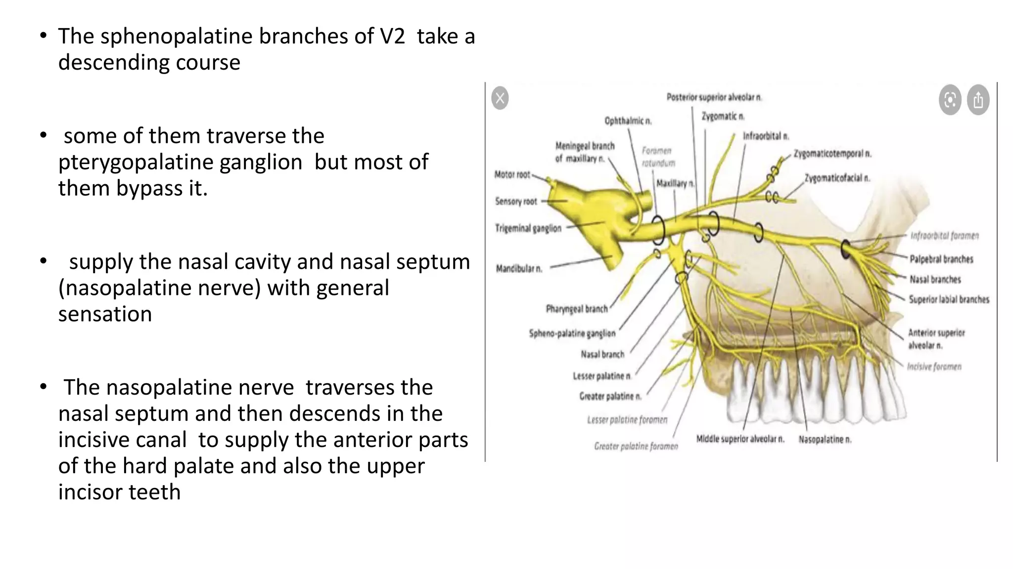 Anatomy of Olfactory nerve, Optic Nerve, Trigeminal Nerve | PPTX