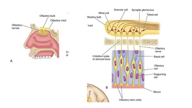 Anatomy of Olfactory nerve, Optic Nerve, Trigeminal Nerve | PPT