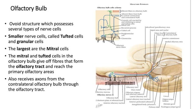Anatomy of Olfactory nerve, Optic Nerve, Trigeminal Nerve | PPT