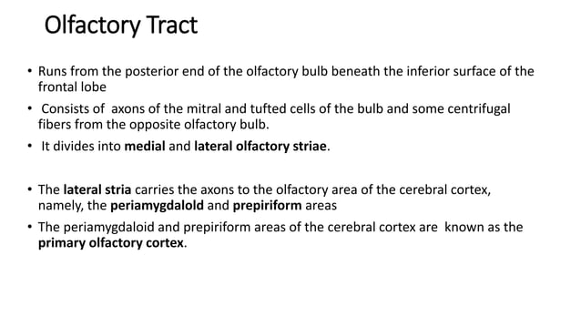 Anatomy of Olfactory nerve, Optic Nerve, Trigeminal Nerve | PPT