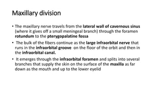 Anatomy of Olfactory nerve, Optic Nerve, Trigeminal Nerve | PPTX
