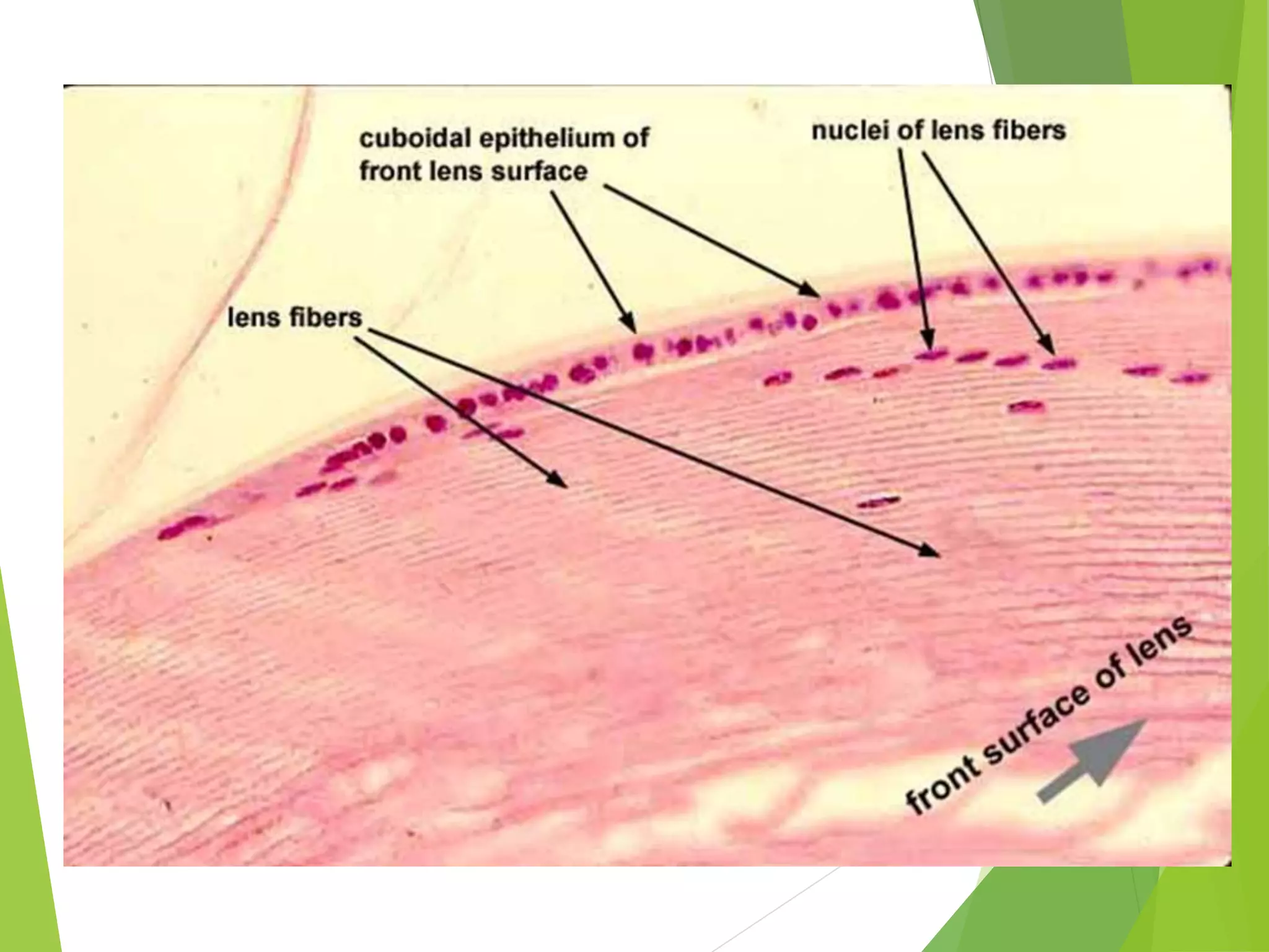 Anatomy of crystalline lens by Dr. Aayush Tandon | PPTX