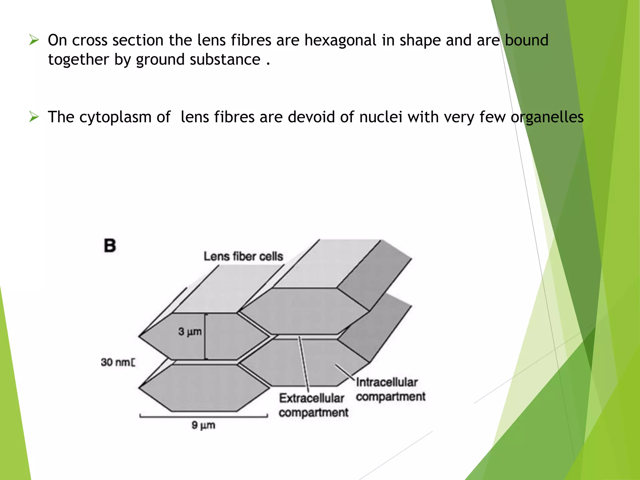 Anatomy of crystalline lens by Dr. Aayush Tandon | PPTX