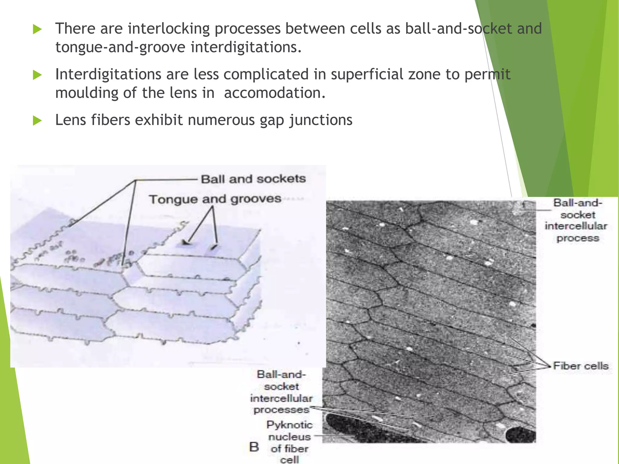 Anatomy of crystalline lens by Dr. Aayush Tandon | PPTX