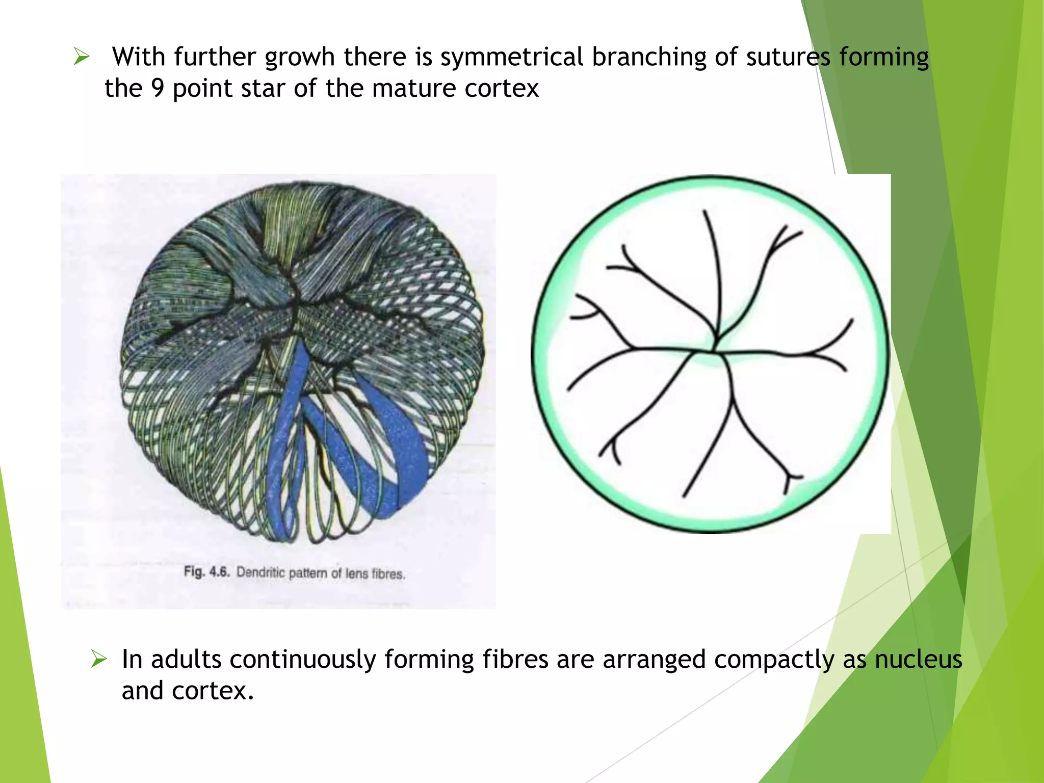 Anatomy of crystalline lens by Dr. Aayush Tandon | PPTX