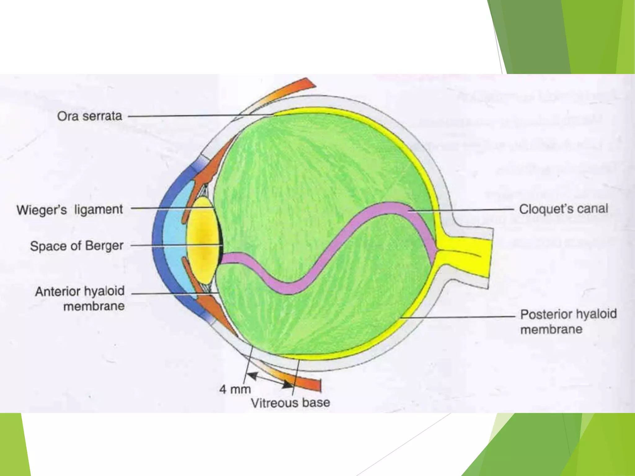 Anatomy of crystalline lens by Dr. Aayush Tandon | PPTX