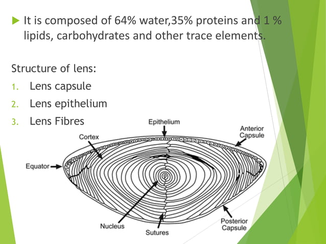 Anatomy of crystalline lens by Dr. Aayush Tandon | PPTX | Eye and ...