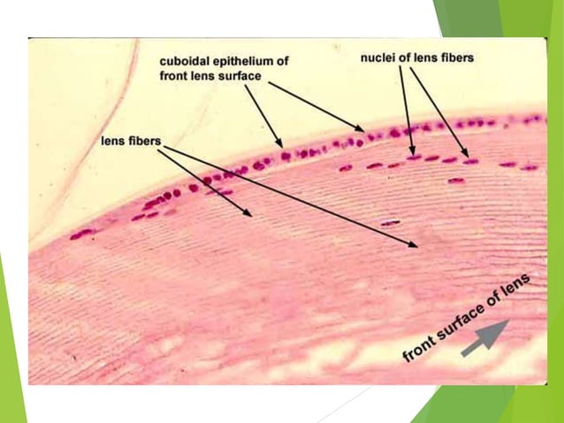 Anatomy of crystalline lens by Dr. Aayush Tandon | PPTX | Eye and ...