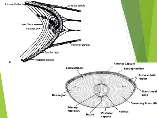 Anatomy of crystalline lens by Dr. Aayush Tandon | PPTX | Eye and ...