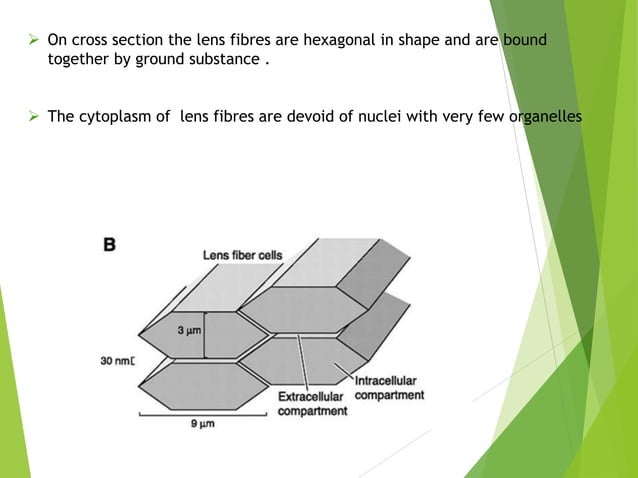 Anatomy of crystalline lens by Dr. Aayush Tandon | PPTX | Eye and ...
