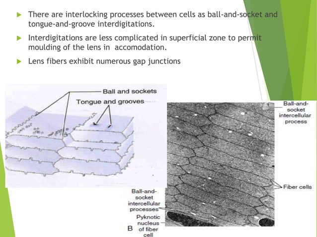Anatomy of crystalline lens by Dr. Aayush Tandon | PPTX | Eye and ...