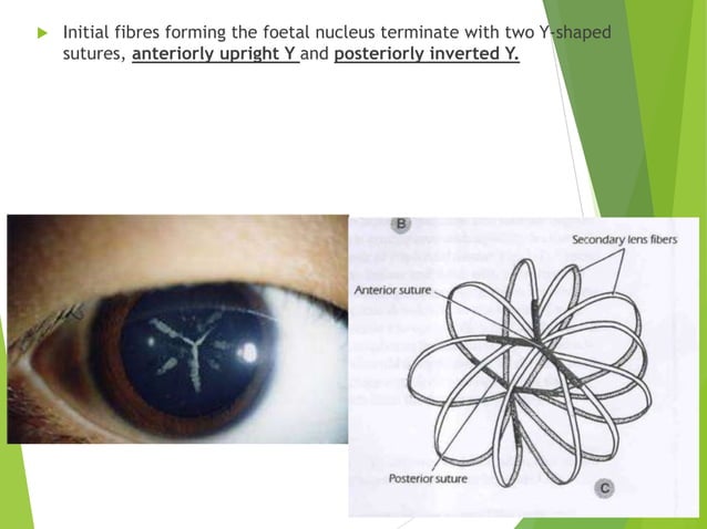 Anatomy of crystalline lens by Dr. Aayush Tandon | PPTX | Eye and ...