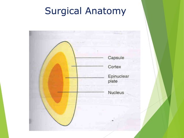Anatomy of crystalline lens by Dr. Aayush Tandon | PPTX | Eye and ...