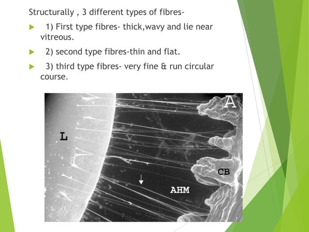 Anatomy of crystalline lens by Dr. Aayush Tandon | PPTX | Eye and ...