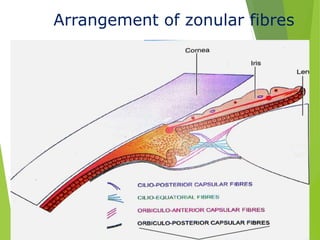 Anatomy of crystalline lens by Dr. Aayush Tandon | PPTX