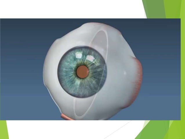 Anatomy of crystalline lens by Dr. Aayush Tandon | PPTX | Eye and ...
