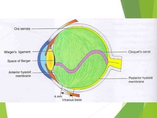 Anatomy of crystalline lens by Dr. Aayush Tandon | PPTX
