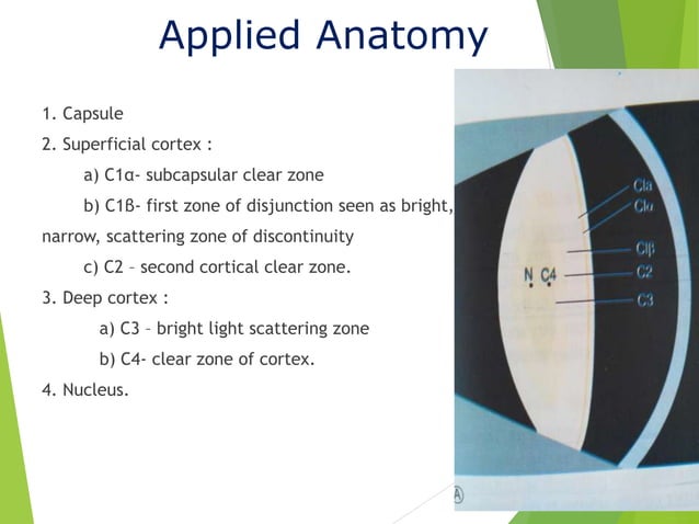 Anatomy of crystalline lens by Dr. Aayush Tandon | PPTX | Eye and ...