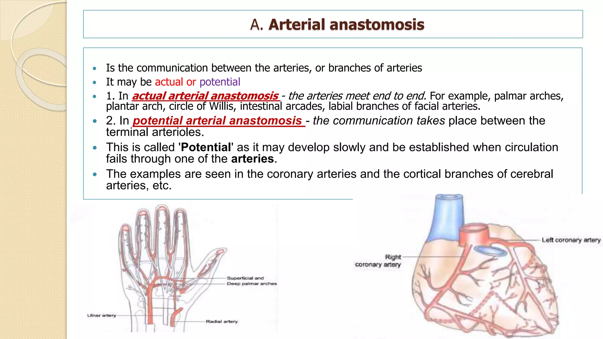 Anatomy of CVS.pptx