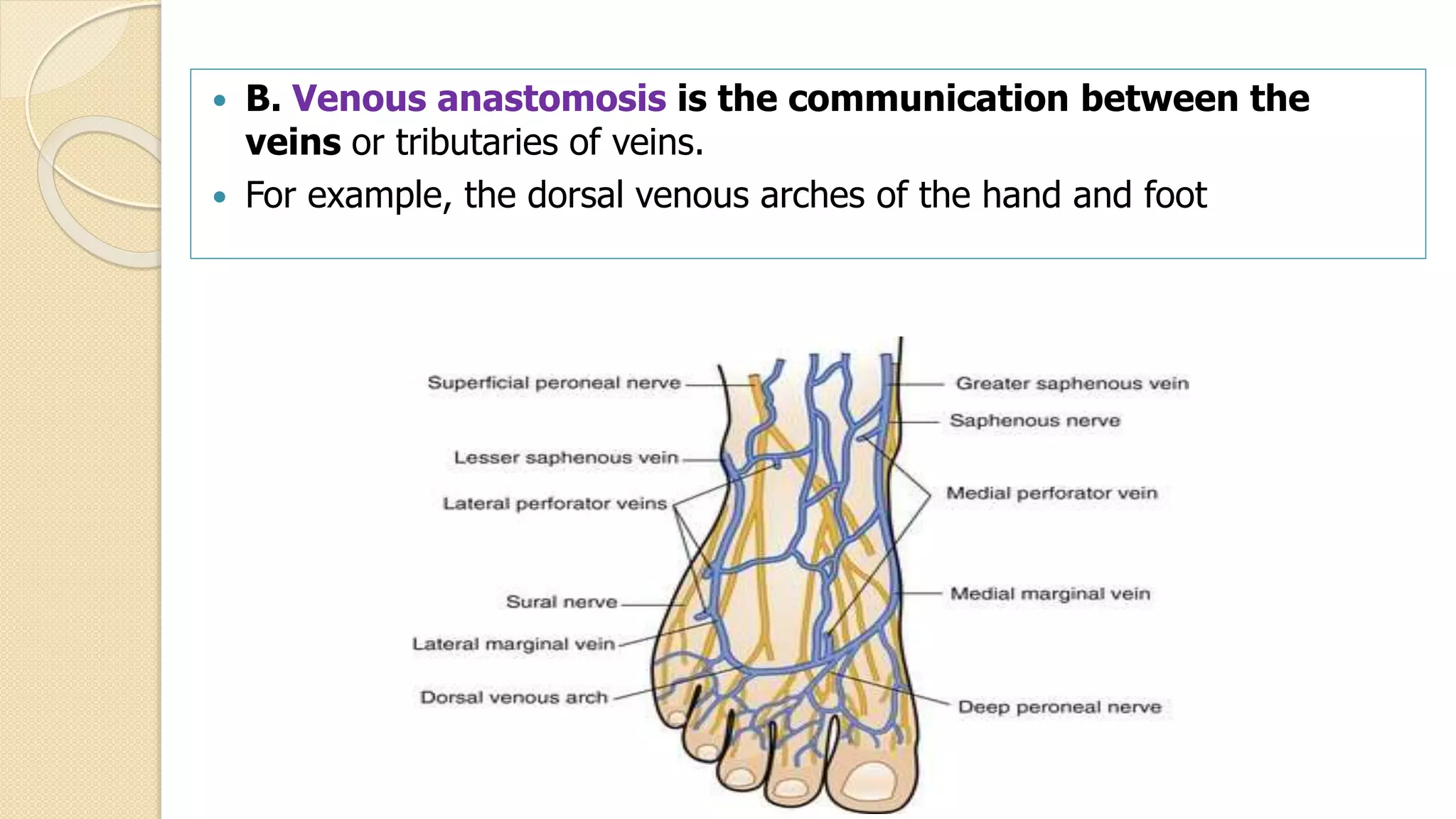 Anatomy of CVS.pptx