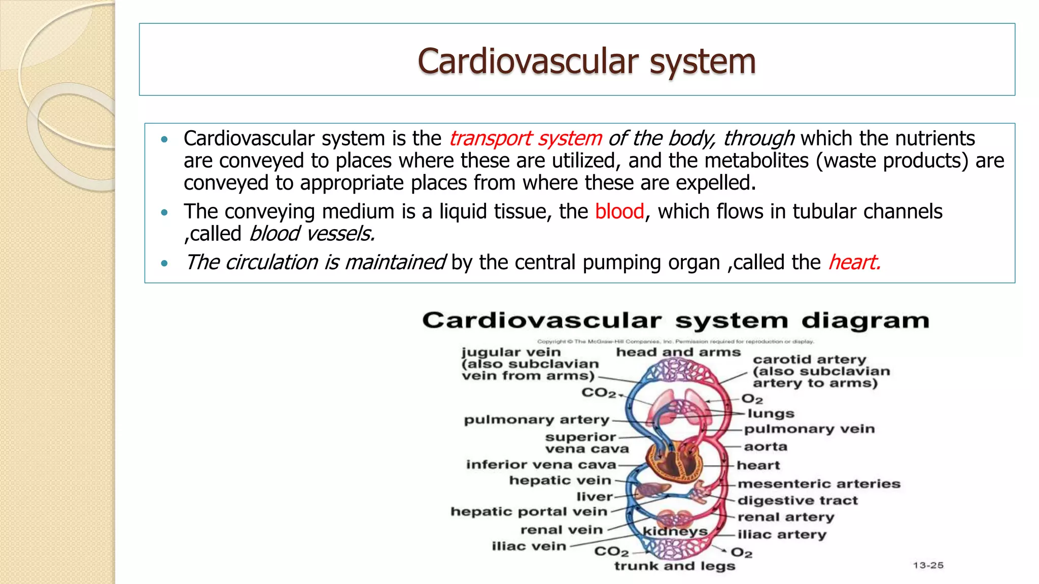 Anatomy of CVS.pptx