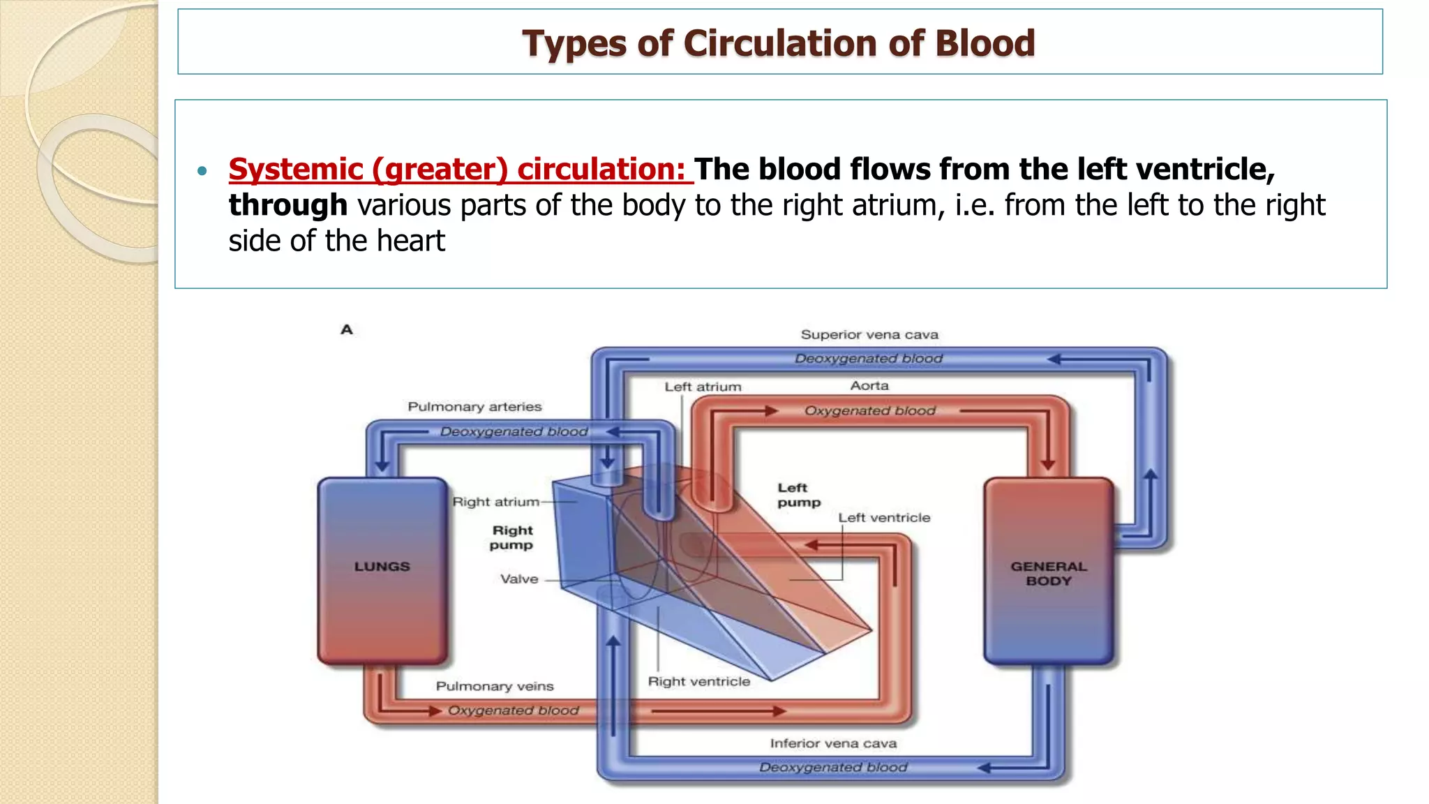 Anatomy of CVS.pptx