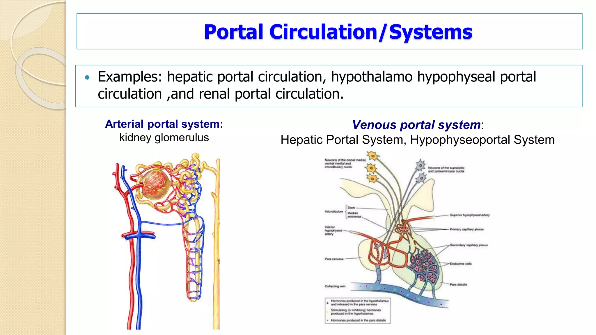 Anatomy of CVS.pptx