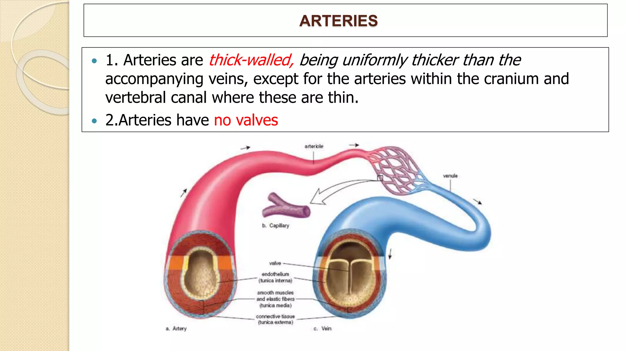 Anatomy of CVS.pptx