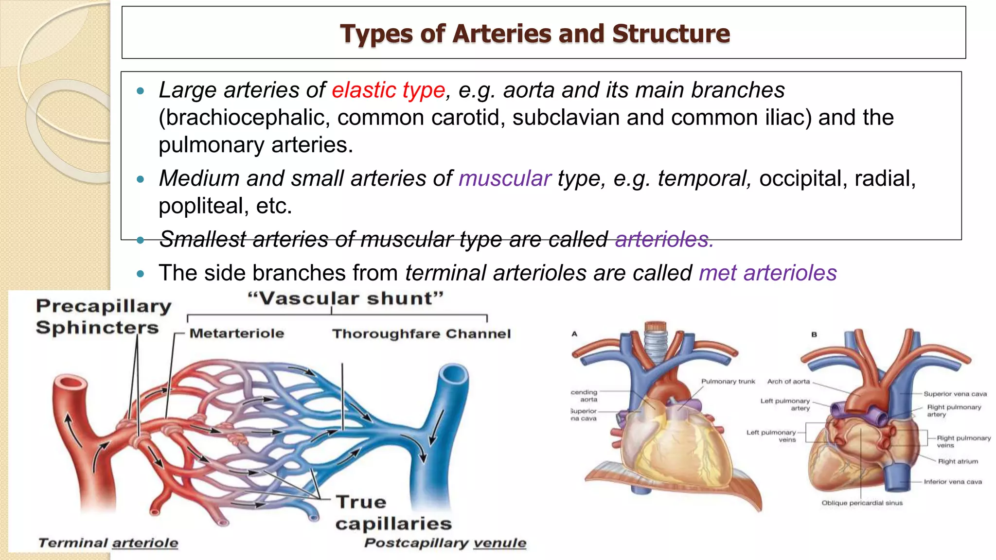 Anatomy of CVS.pptx