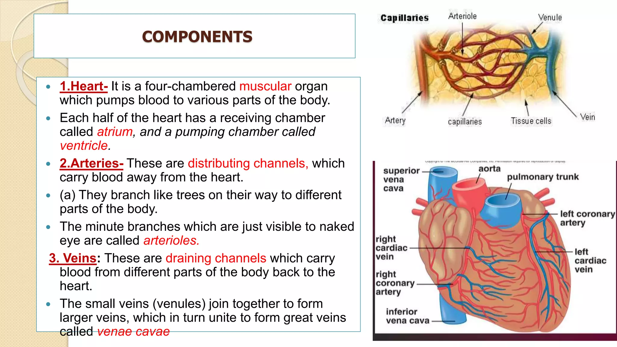 Anatomy of CVS.pptx