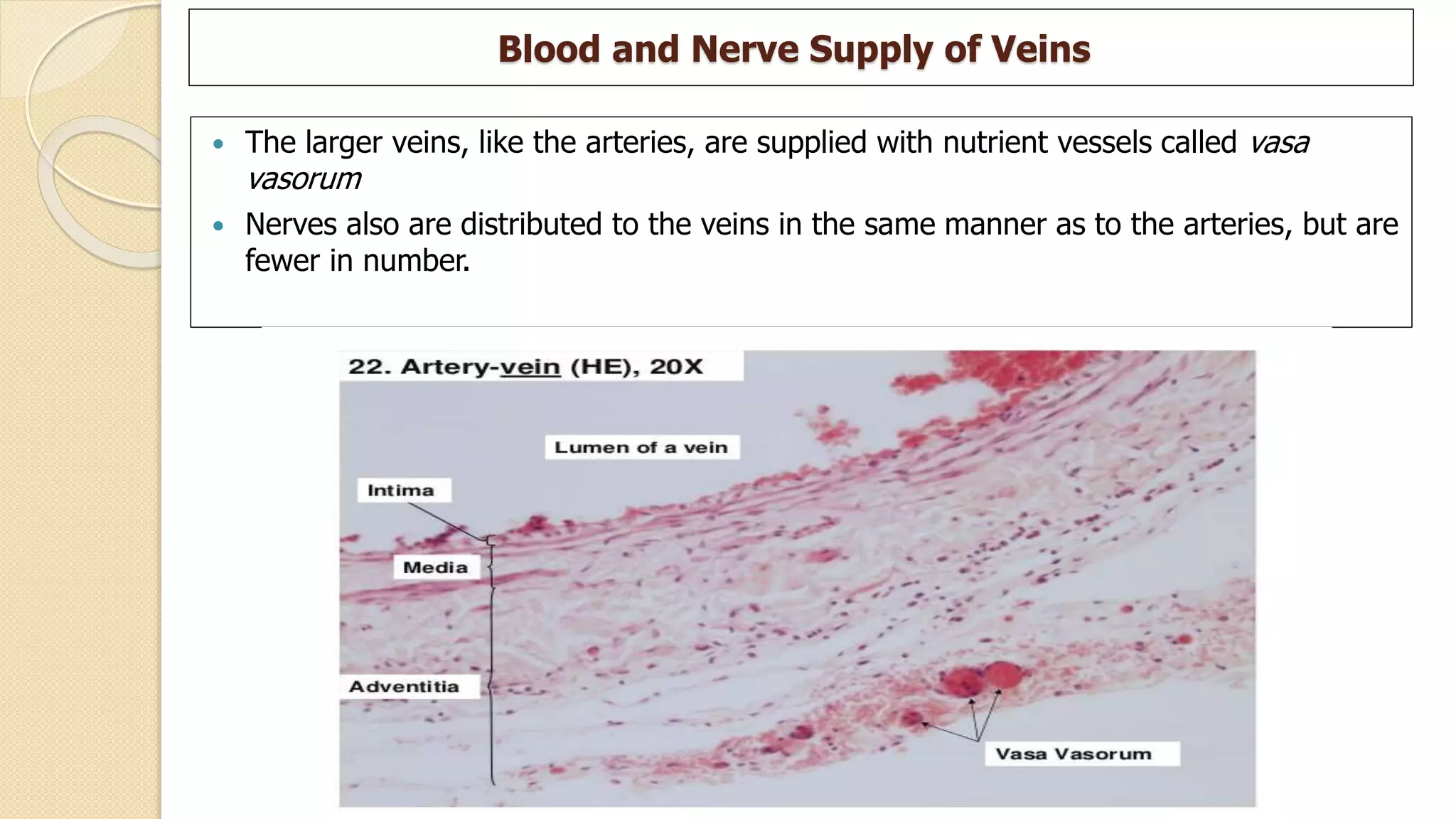 Anatomy of CVS.pptx