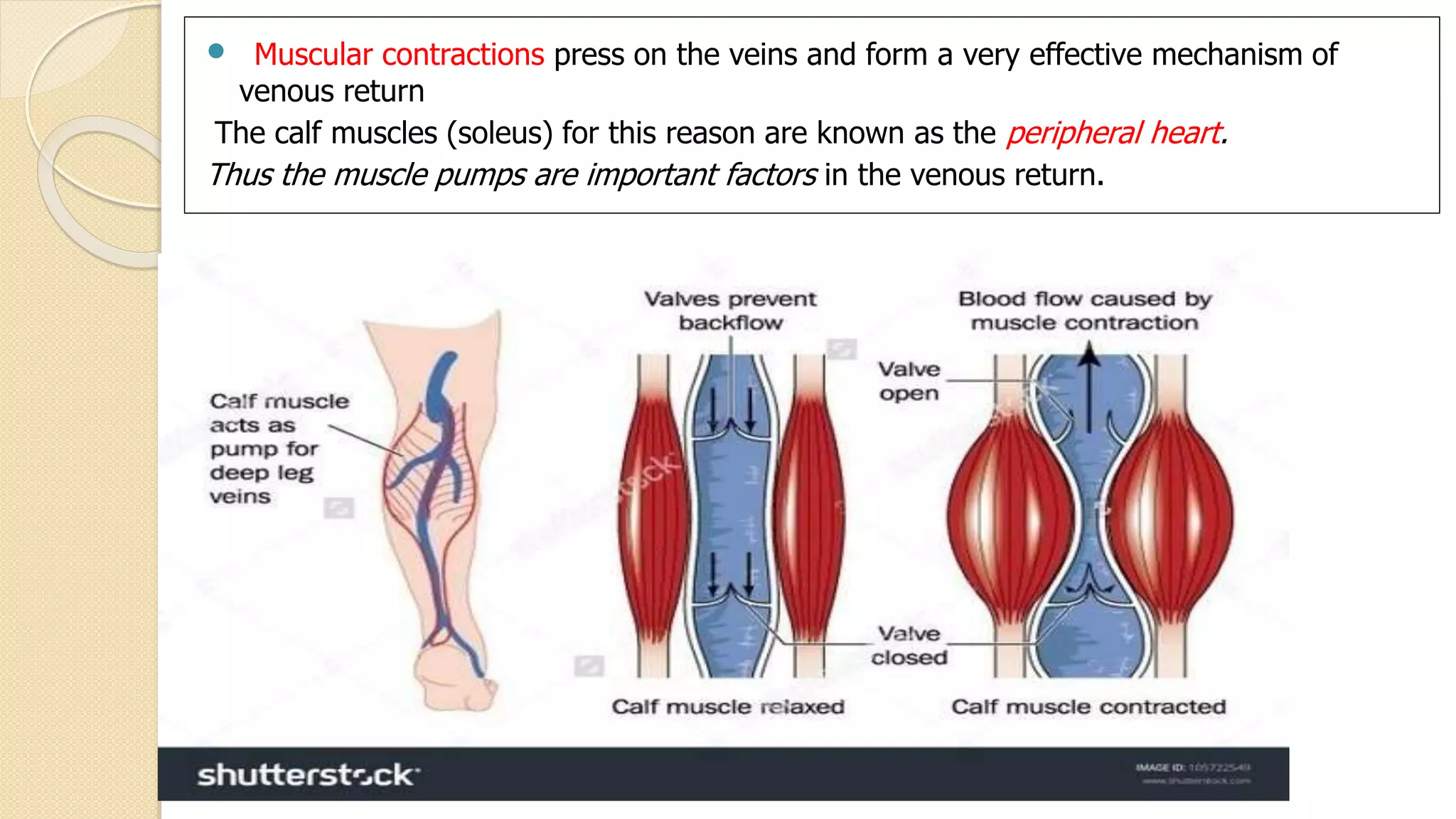 Anatomy of CVS.pptx