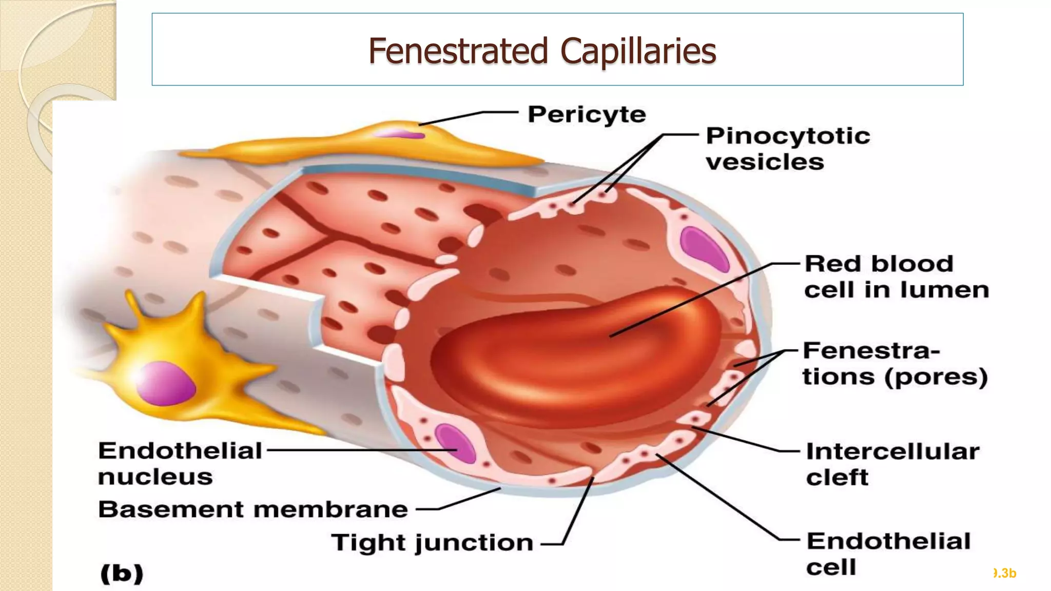 Anatomy of CVS.pptx