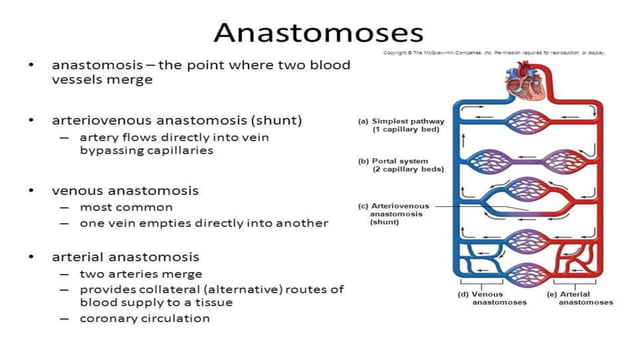Anatomy of CVS.pptx