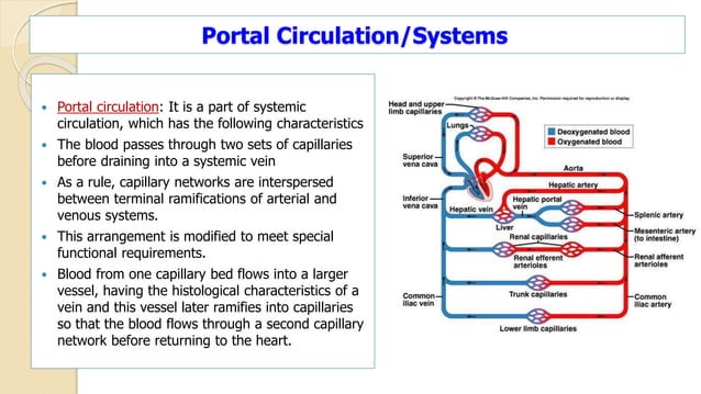 Anatomy of CVS.pptx